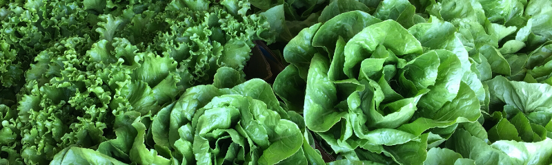 Produce from Miller Plant Farm